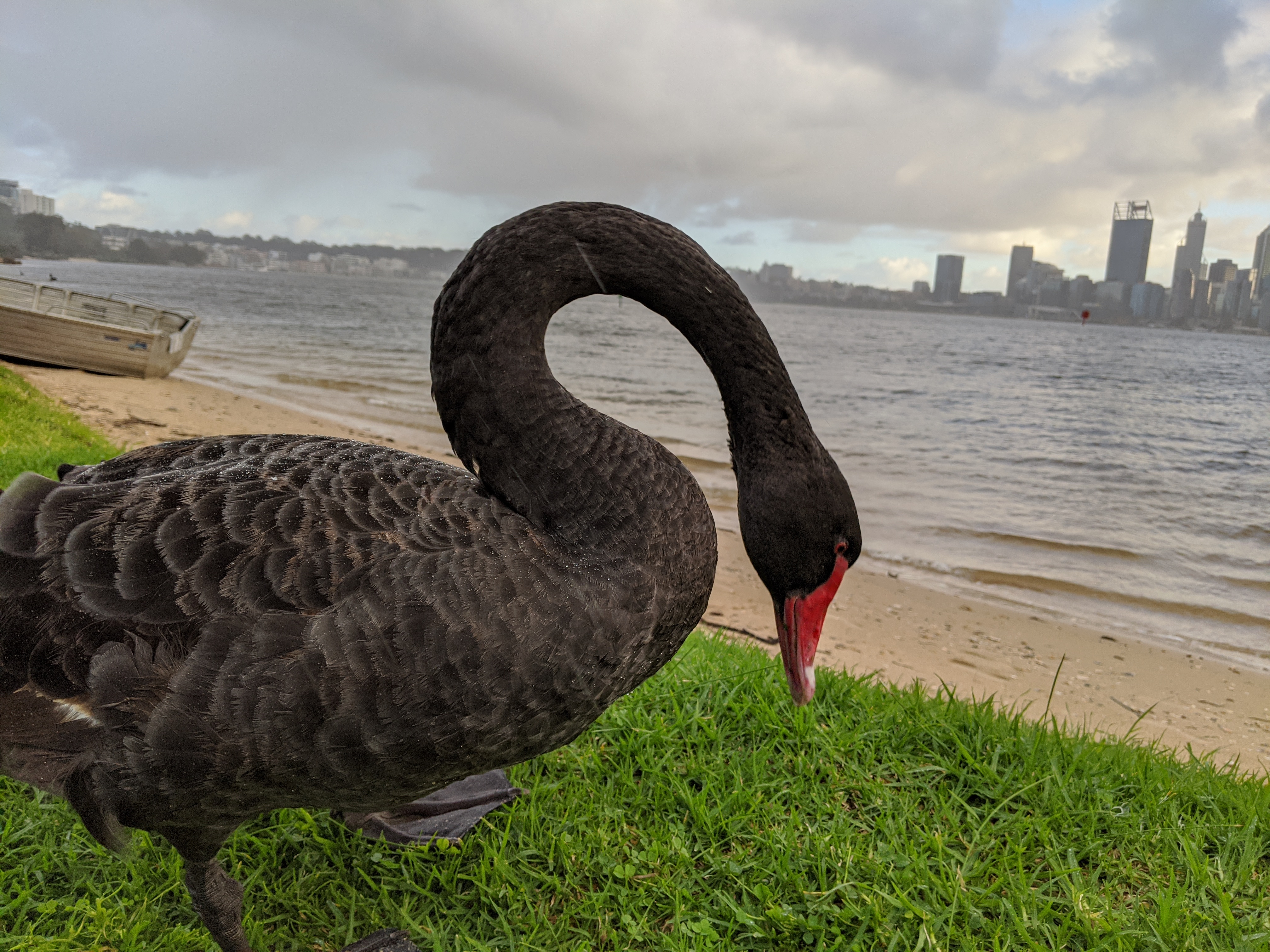 South Perth's Swan River Wins Big Under Cook Labor Government Commitment